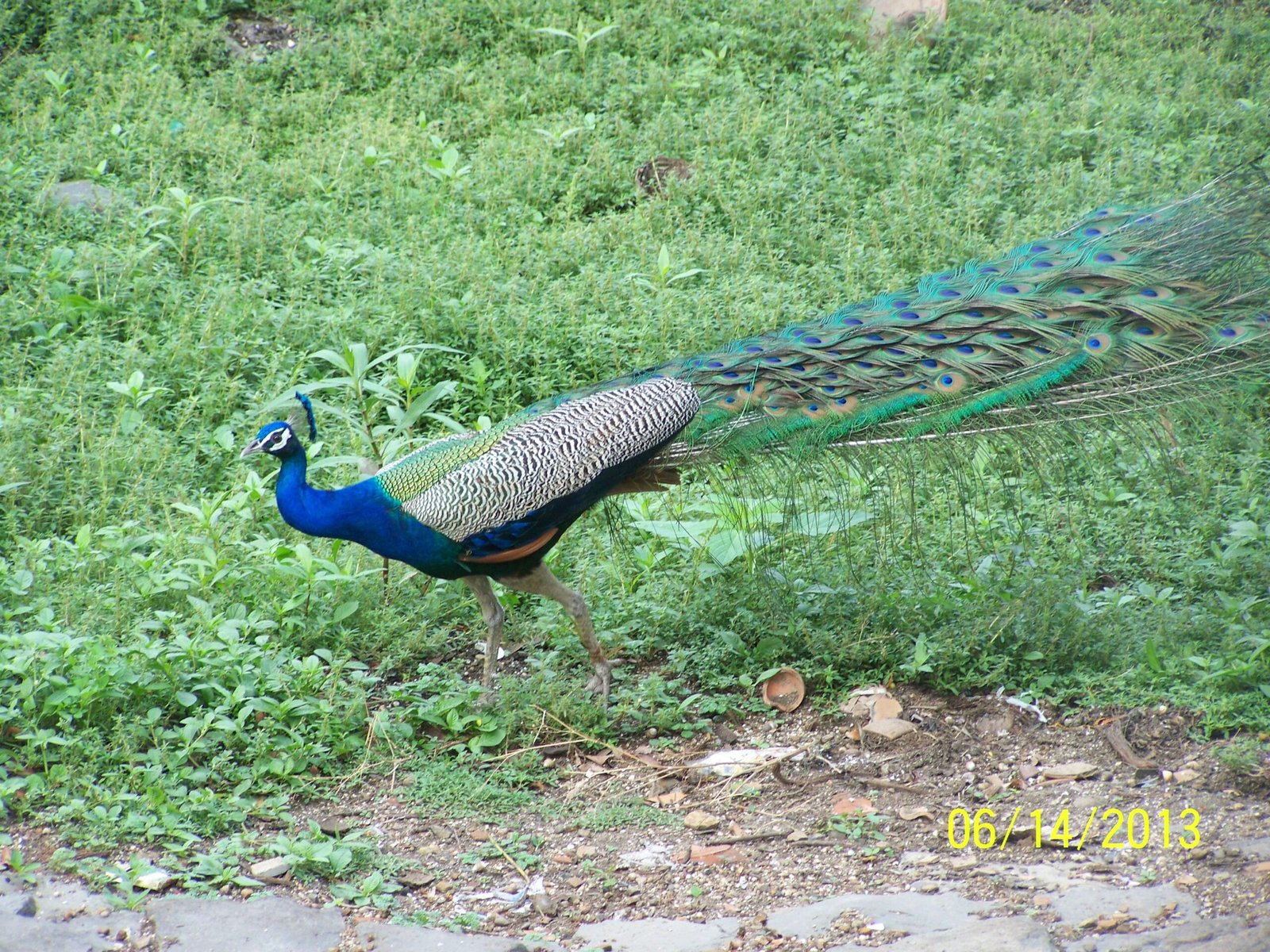 Terrestrial Environment Baseline Studies – Ananthsree Eco-Care