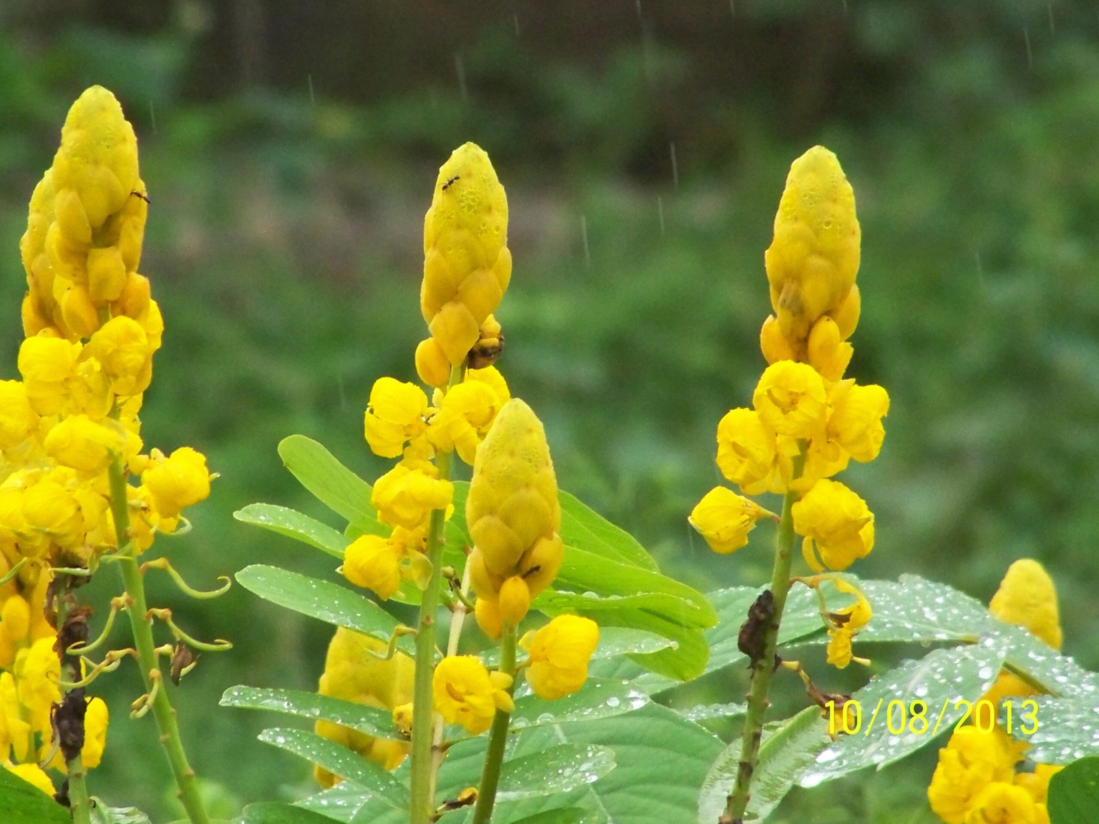 Terrestrial Environment Baseline Studies – Ananthsree Eco-Care