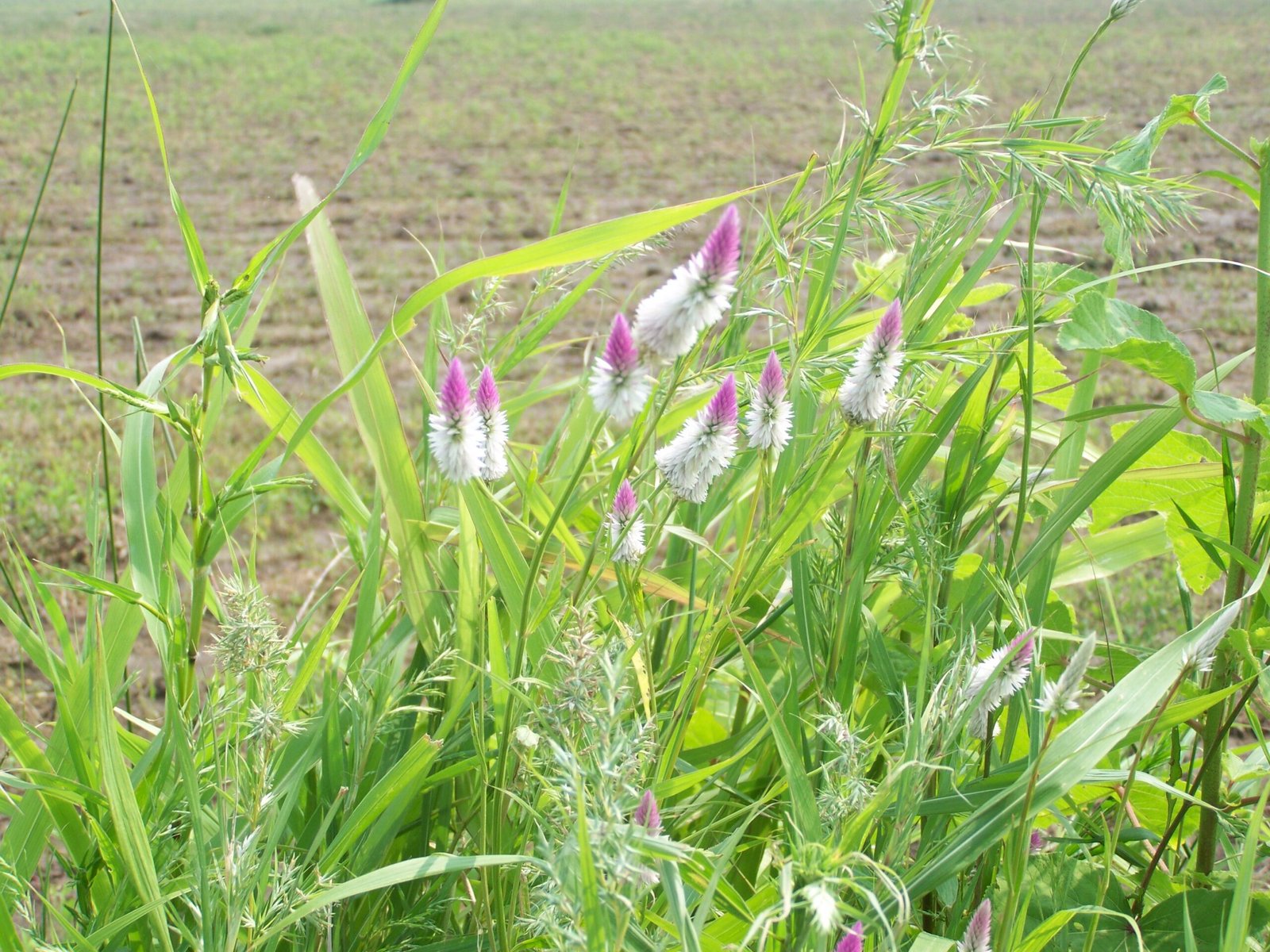 Terrestrial Environment Baseline Studies – Ananthsree Eco-Care