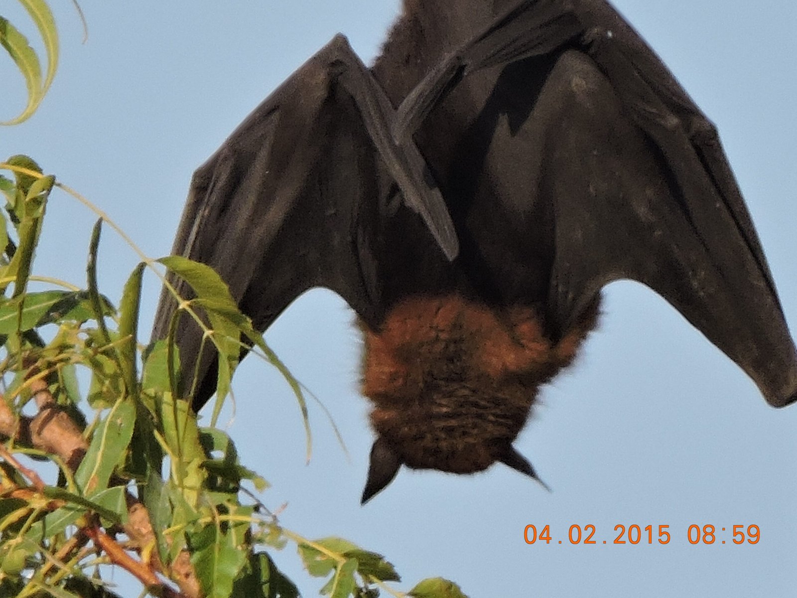 Terrestrial Environment Baseline Studies – Ananthsree Eco-Care