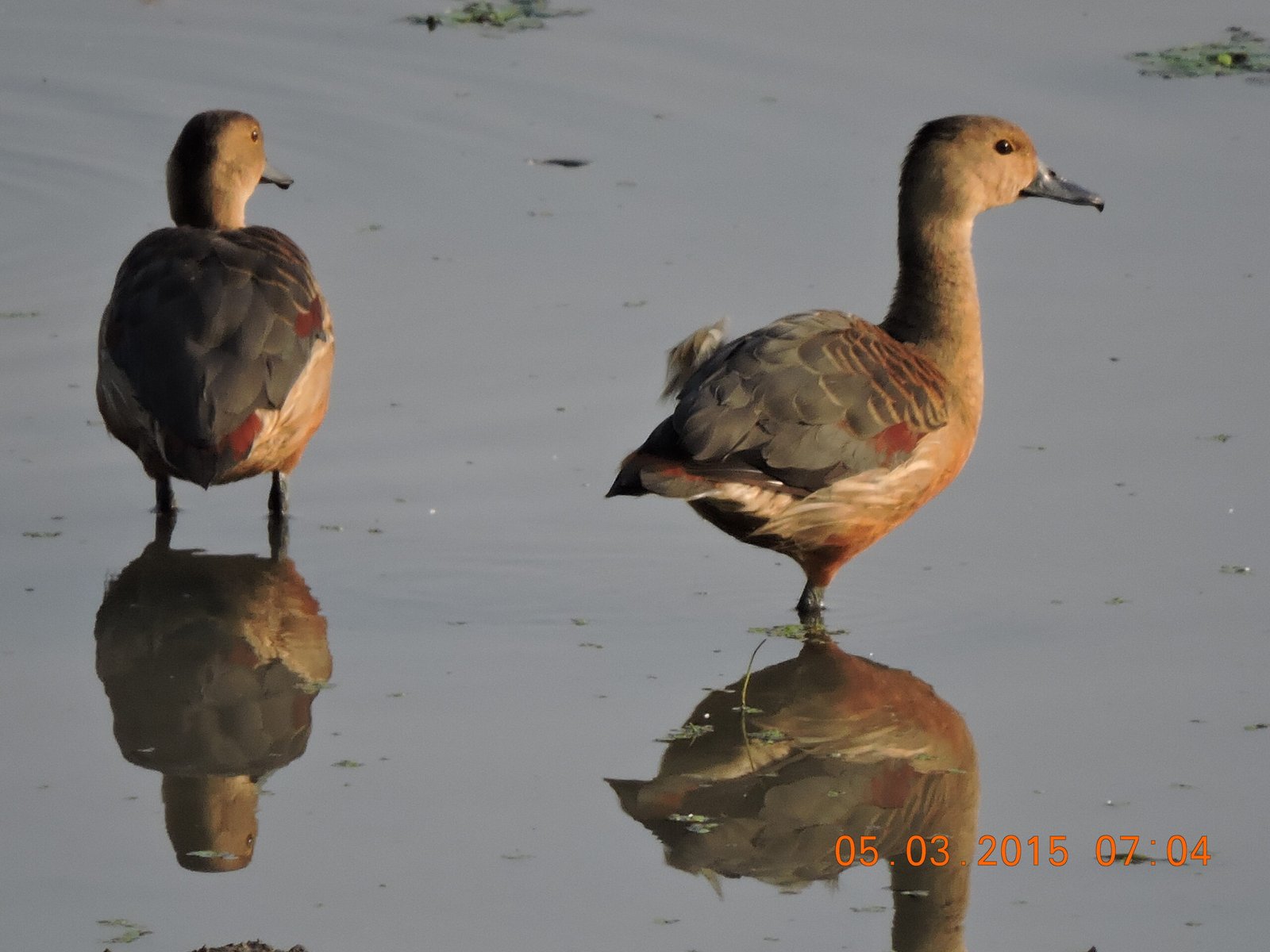 Terrestrial Environment Baseline Studies – Ananthsree Eco-Care