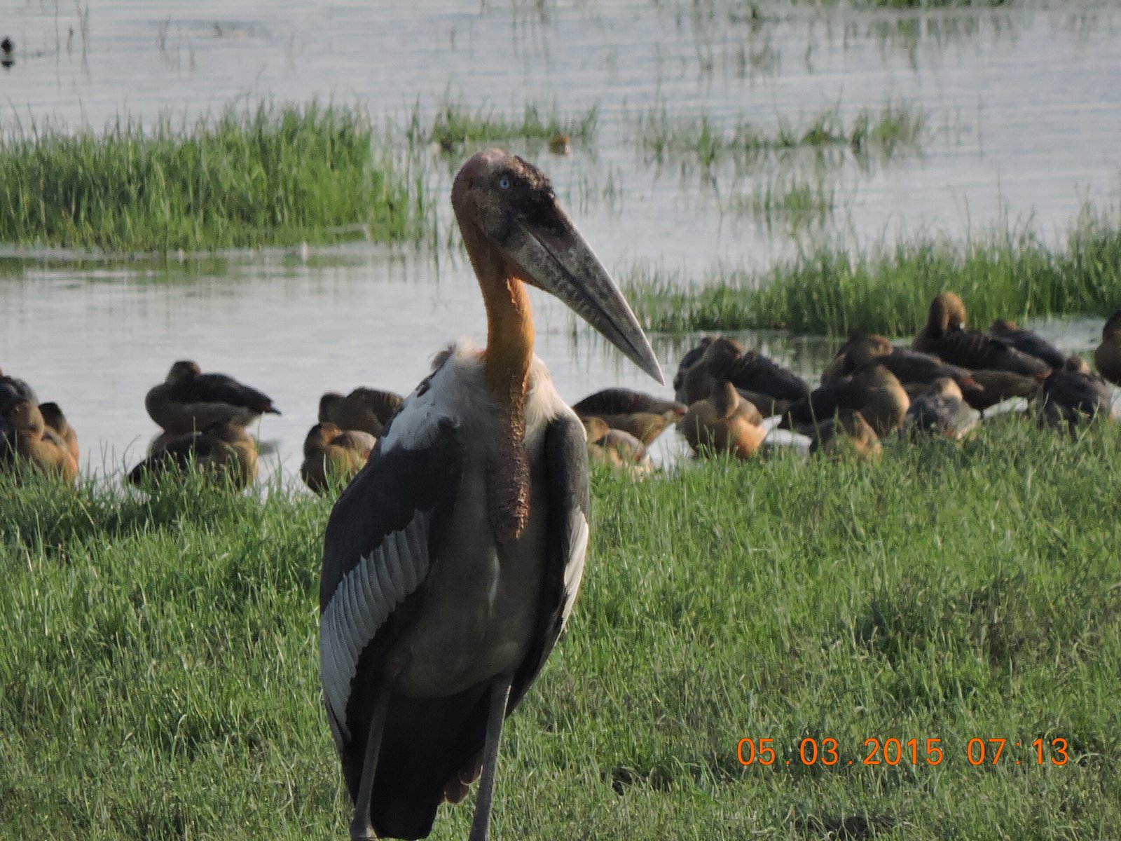 Terrestrial Environment Baseline Studies – Ananthsree Eco-Care