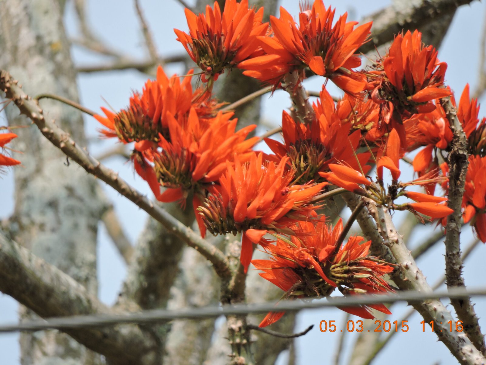 Terrestrial Environment Baseline Studies – Ananthsree Eco-Care