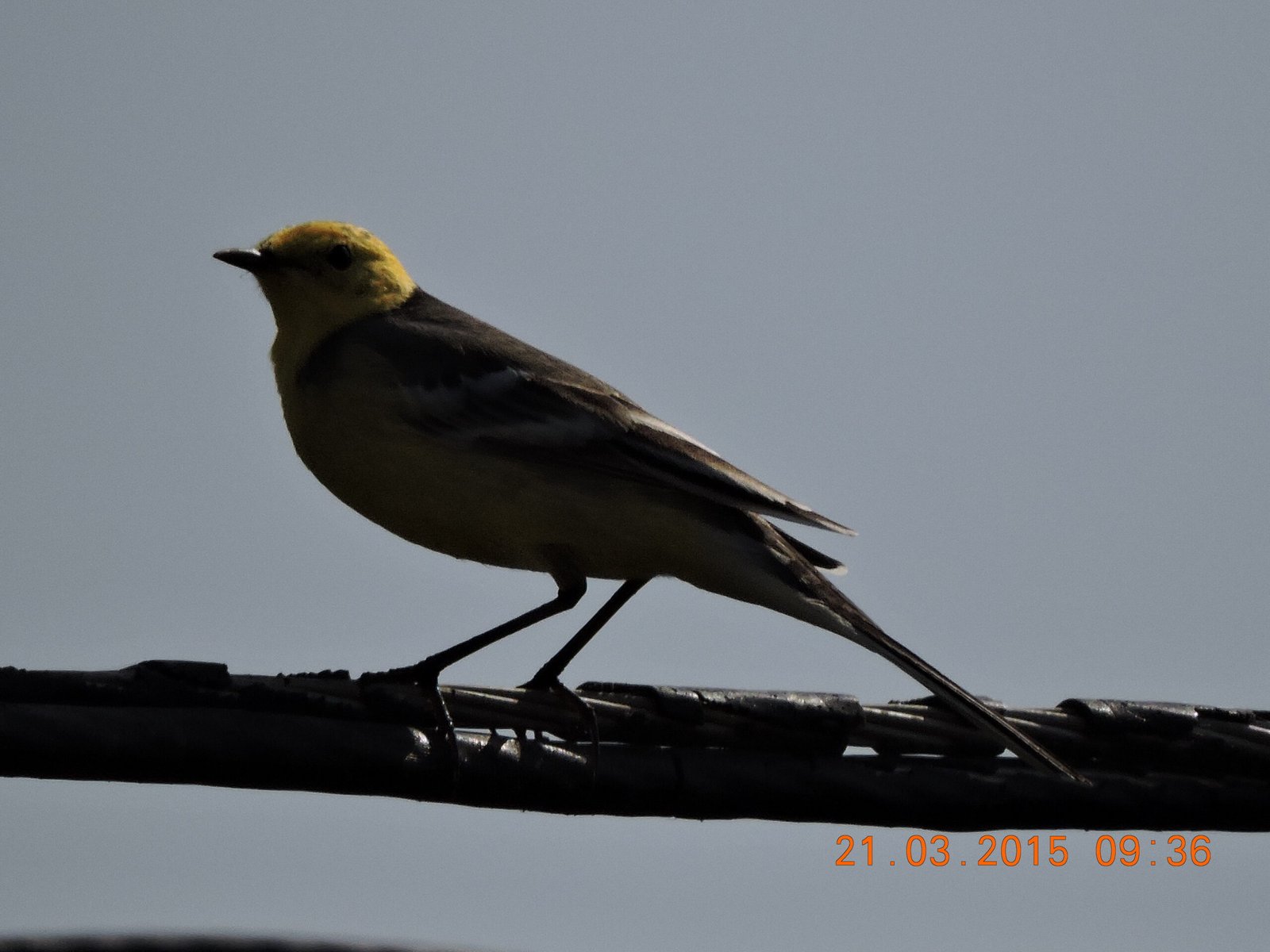 Terrestrial Environment Baseline Studies – Ananthsree Eco-Care