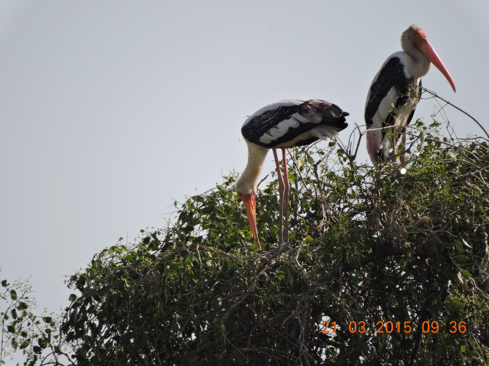Terrestrial Environment Baseline Studies – Ananthsree Eco-Care