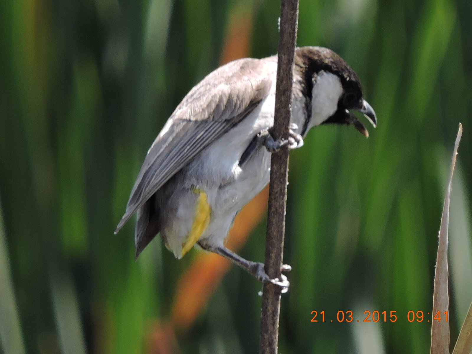 Terrestrial Environment Baseline Studies – Ananthsree Eco-Care