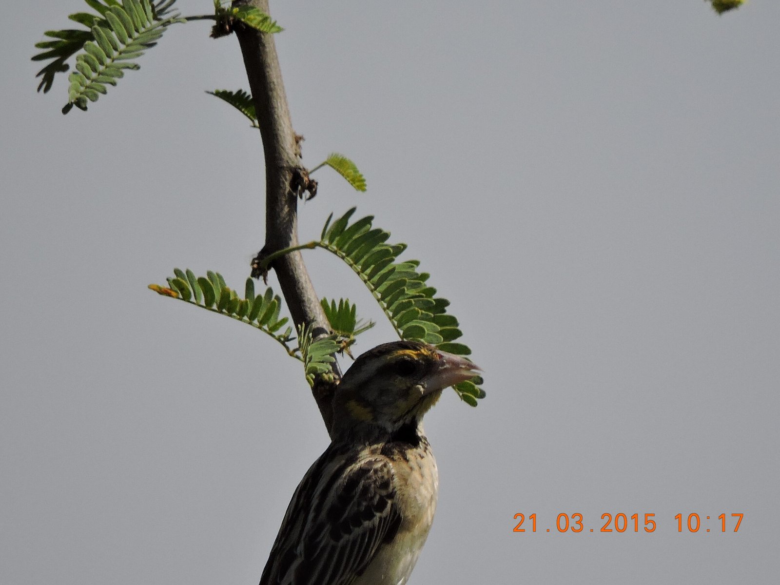 Terrestrial Environment Baseline Studies – Ananthsree Eco-Care