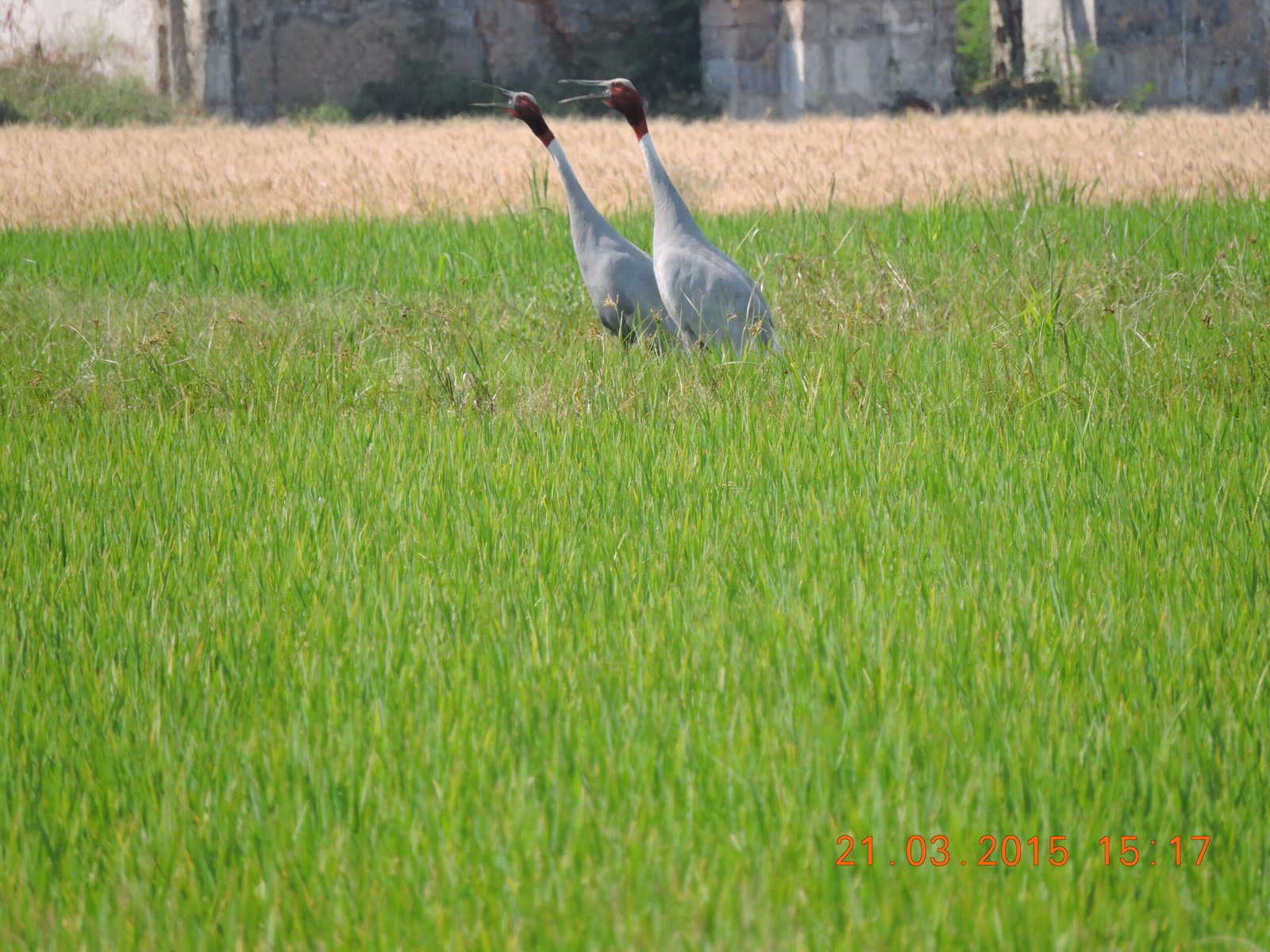 Terrestrial Environment Baseline Studies – Ananthsree Eco-Care