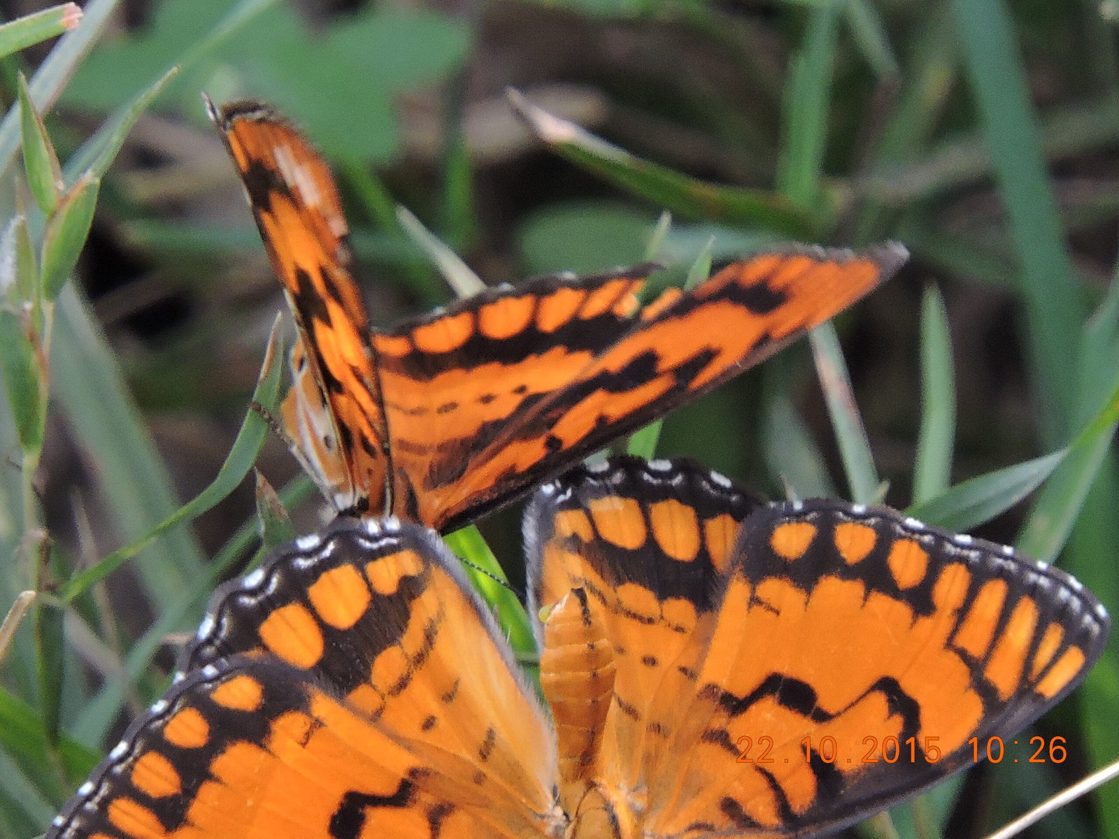 Terrestrial Environment Baseline Studies – Ananthsree Eco-Care