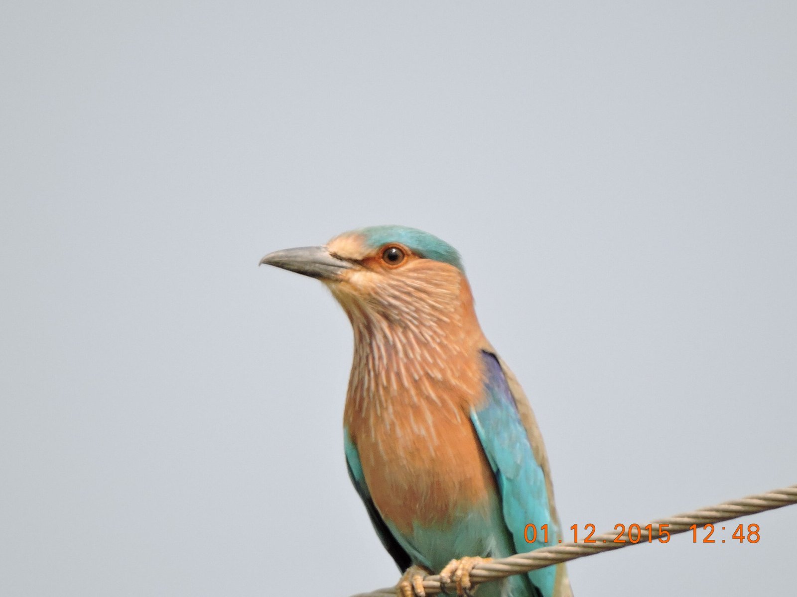 Terrestrial Environment Baseline Studies – Ananthsree Eco-Care