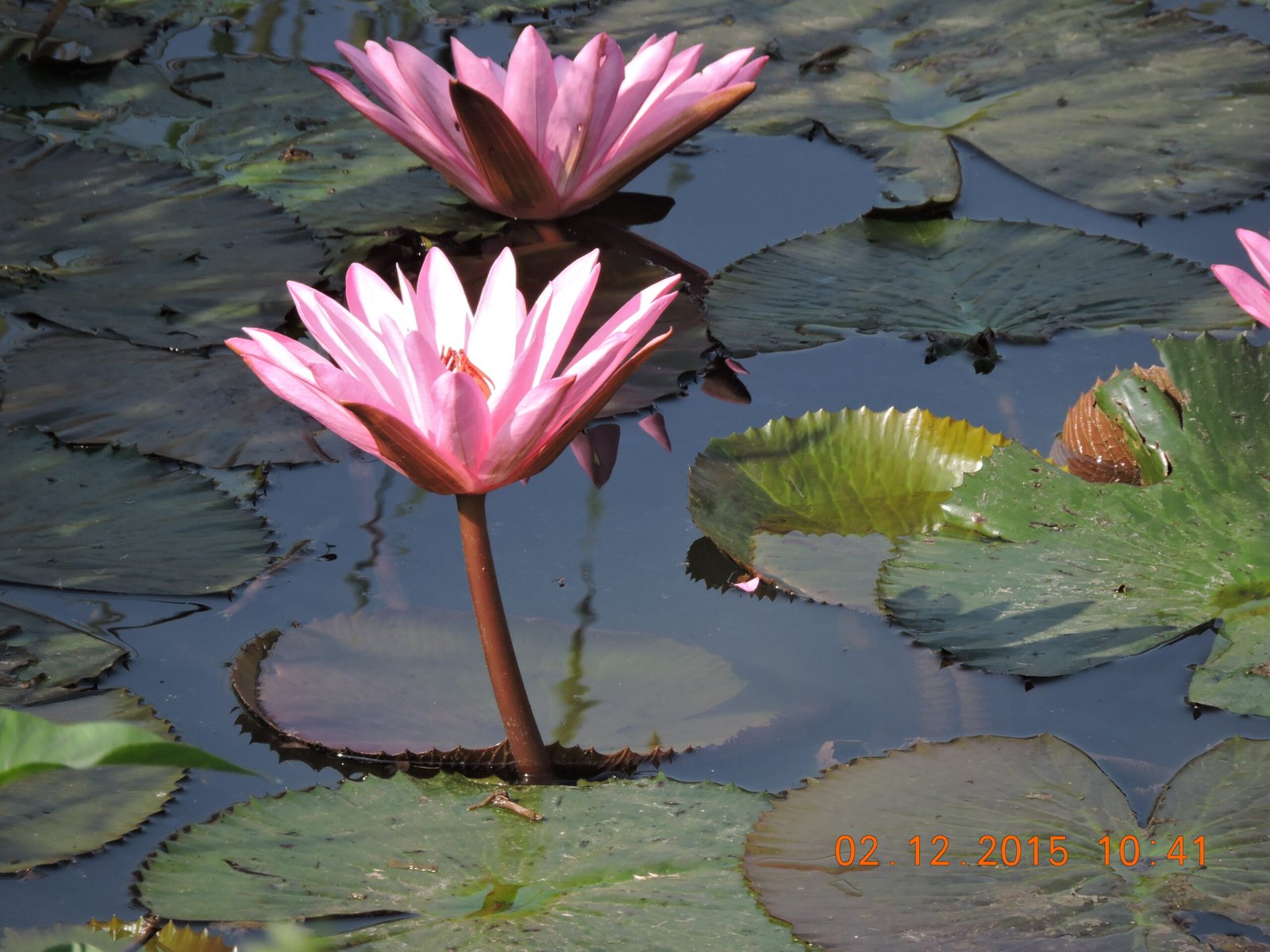 Terrestrial Environment Baseline Studies – Ananthsree Eco-Care