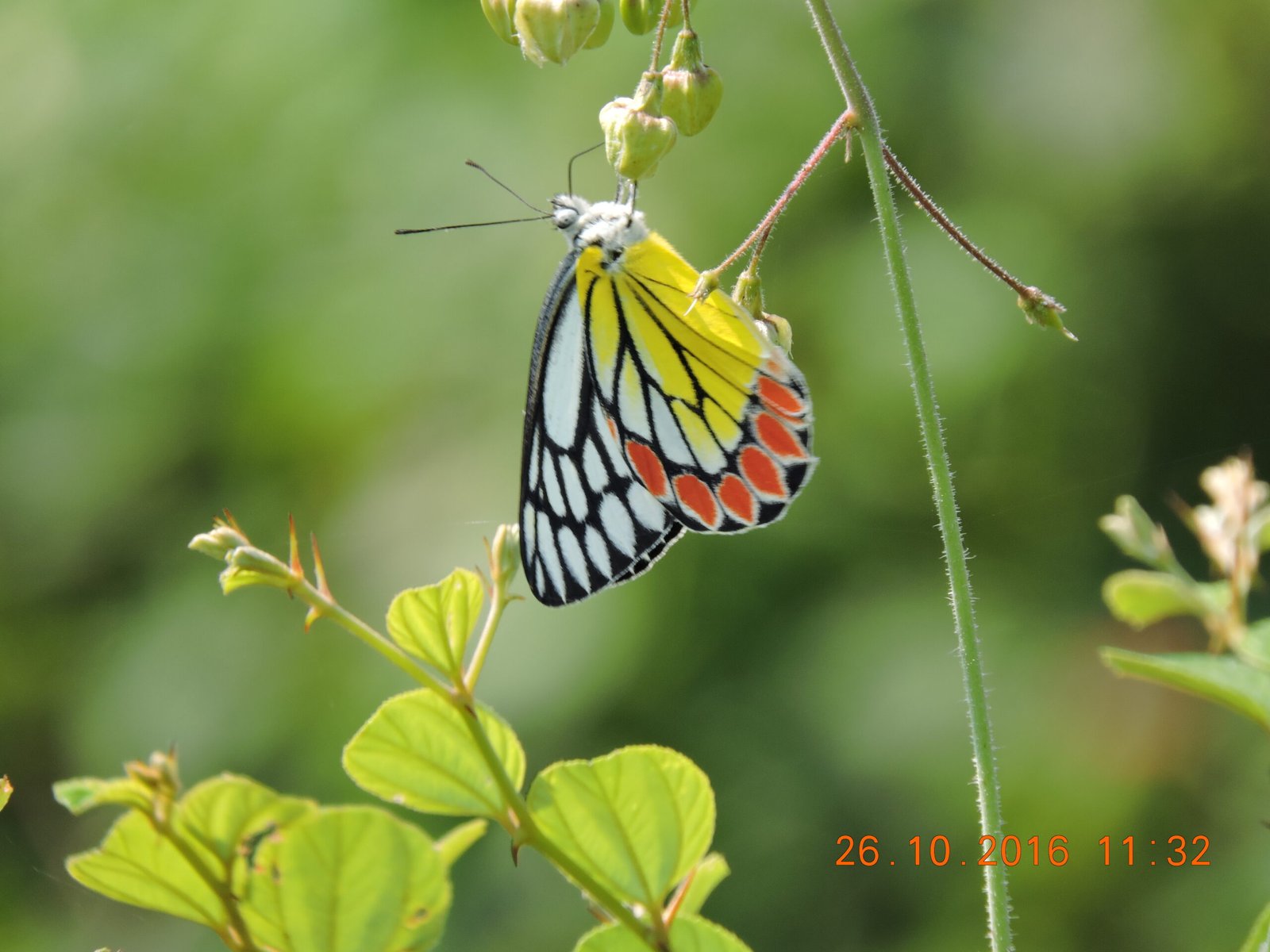 Terrestrial Environment Baseline Studies – Ananthsree Eco-Care