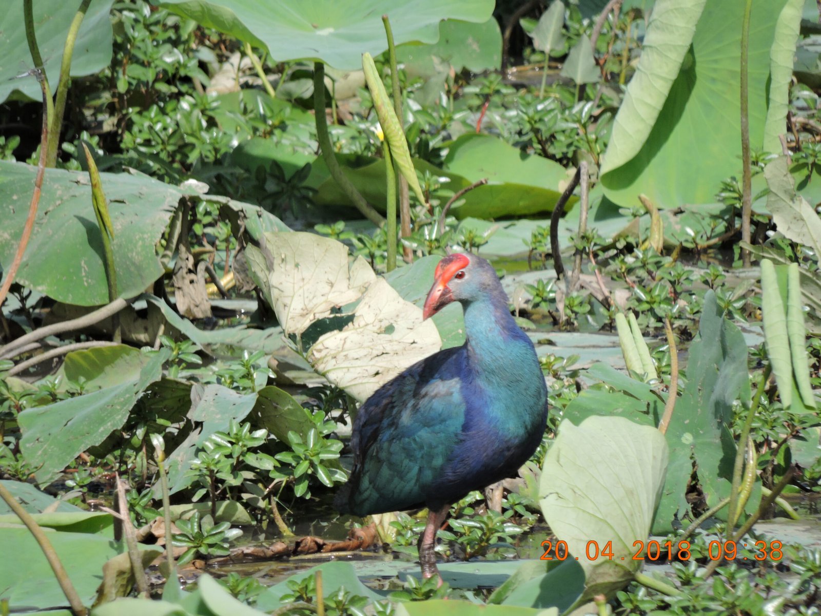 Terrestrial Environment Baseline Studies – Ananthsree Eco-Care
