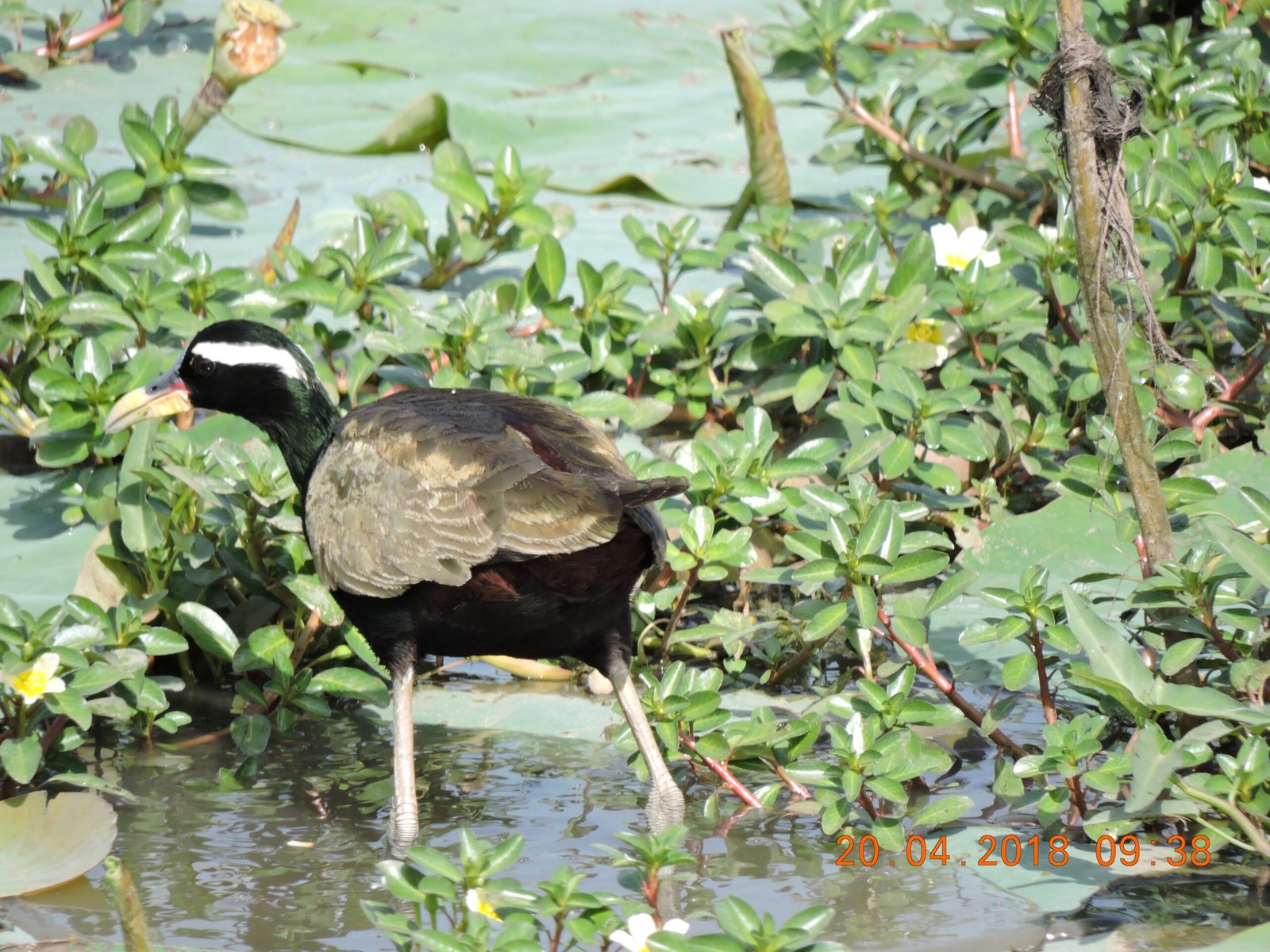 Terrestrial Environment Baseline Studies – Ananthsree Eco-Care