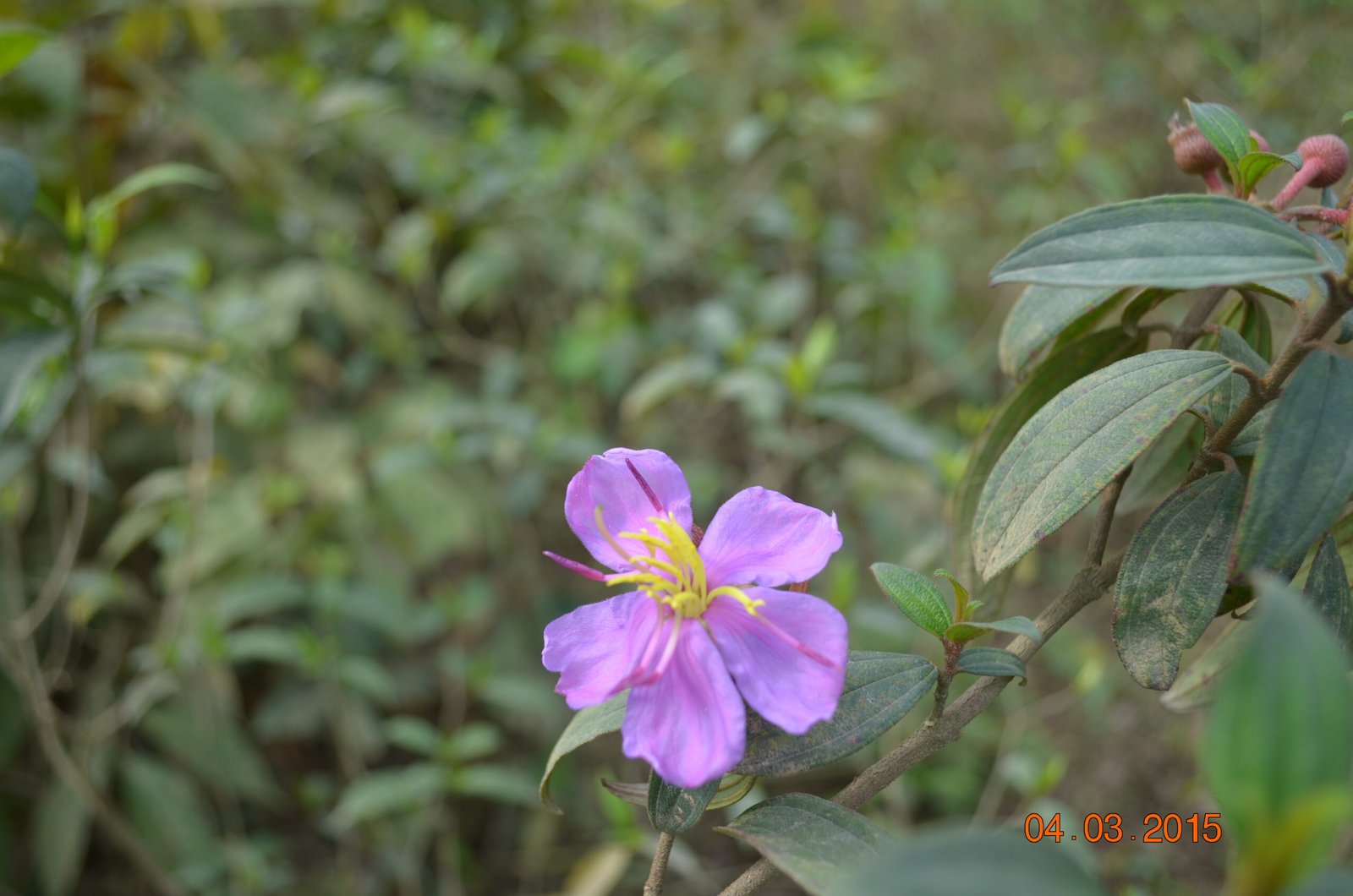 Terrestrial Environment Baseline Studies – Ananthsree Eco-Care