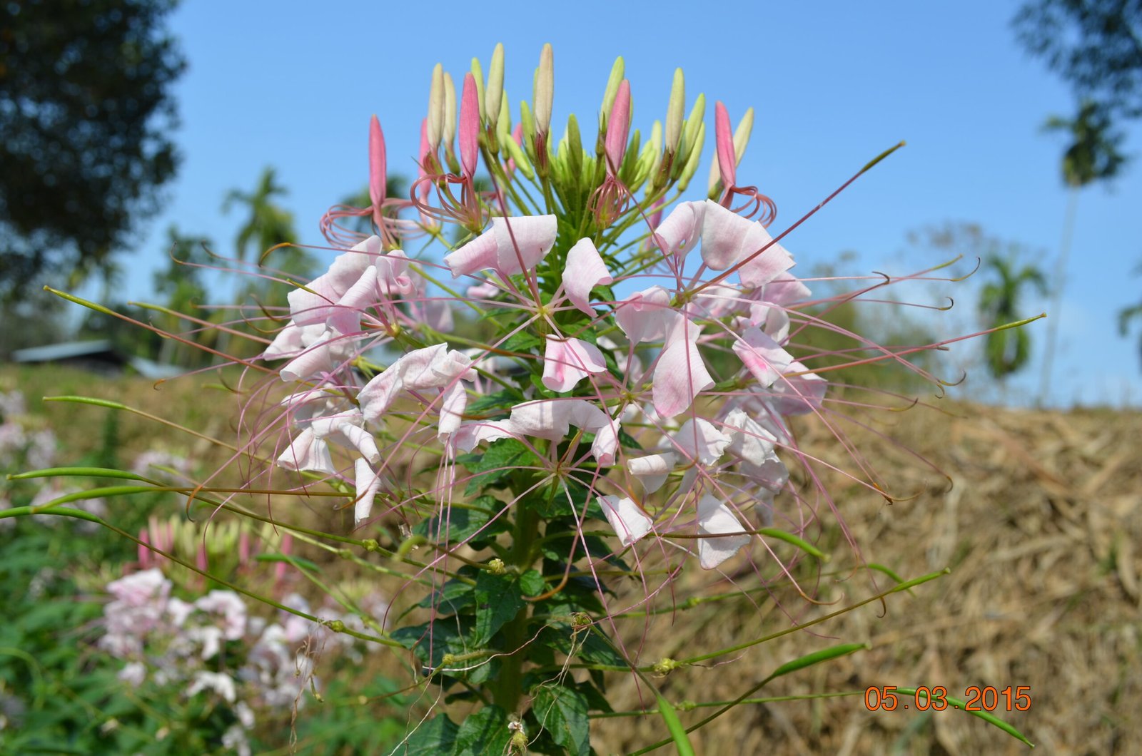 Terrestrial Environment Baseline Studies – Ananthsree Eco-Care